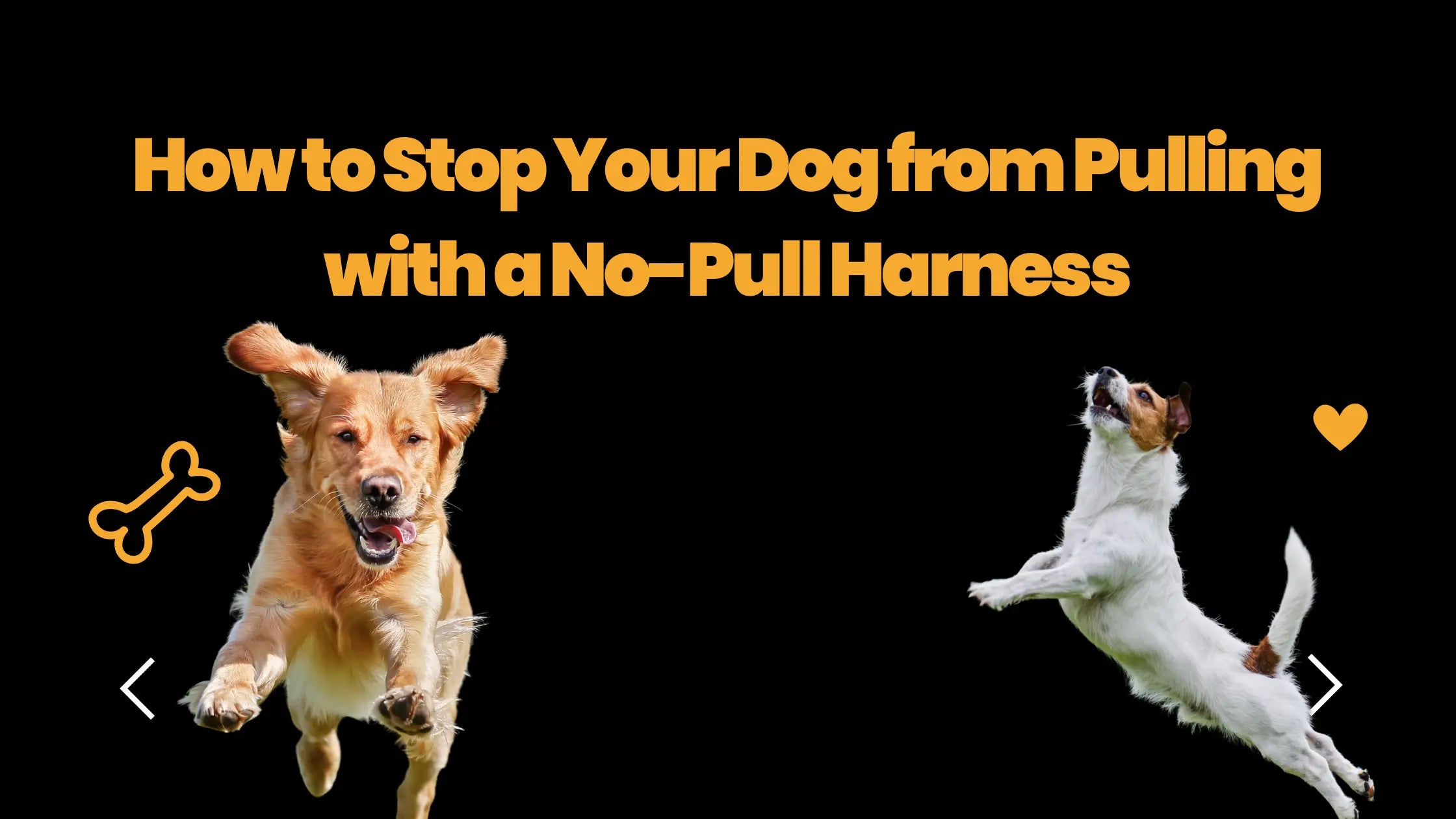 How to Stop Your Dog from Pulling with a No-Pull Harness - Anodic ...